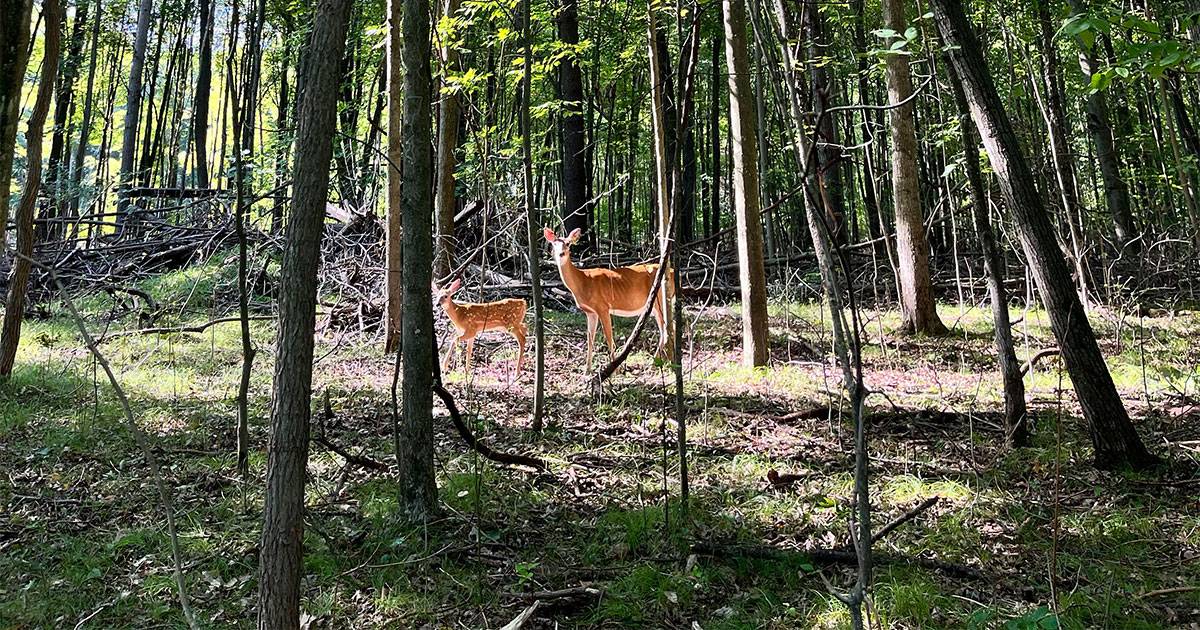 Guided Whitetail Deer Hunts in Michigan | Sherwood Whitetails